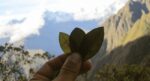 Coca Tea Box - The Best Coca Leaf Shop, Coca Tea and Coca Powder
